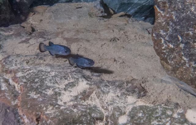 Desert fish, isolated from the world for 50,000 years, can only survive ...
