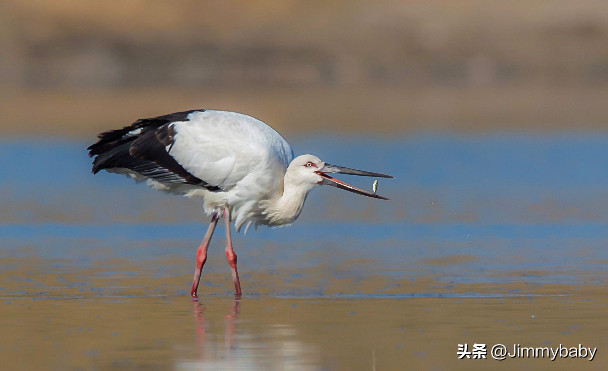 The legend of the world's national bird: Lithuania's white stork - iNEWS