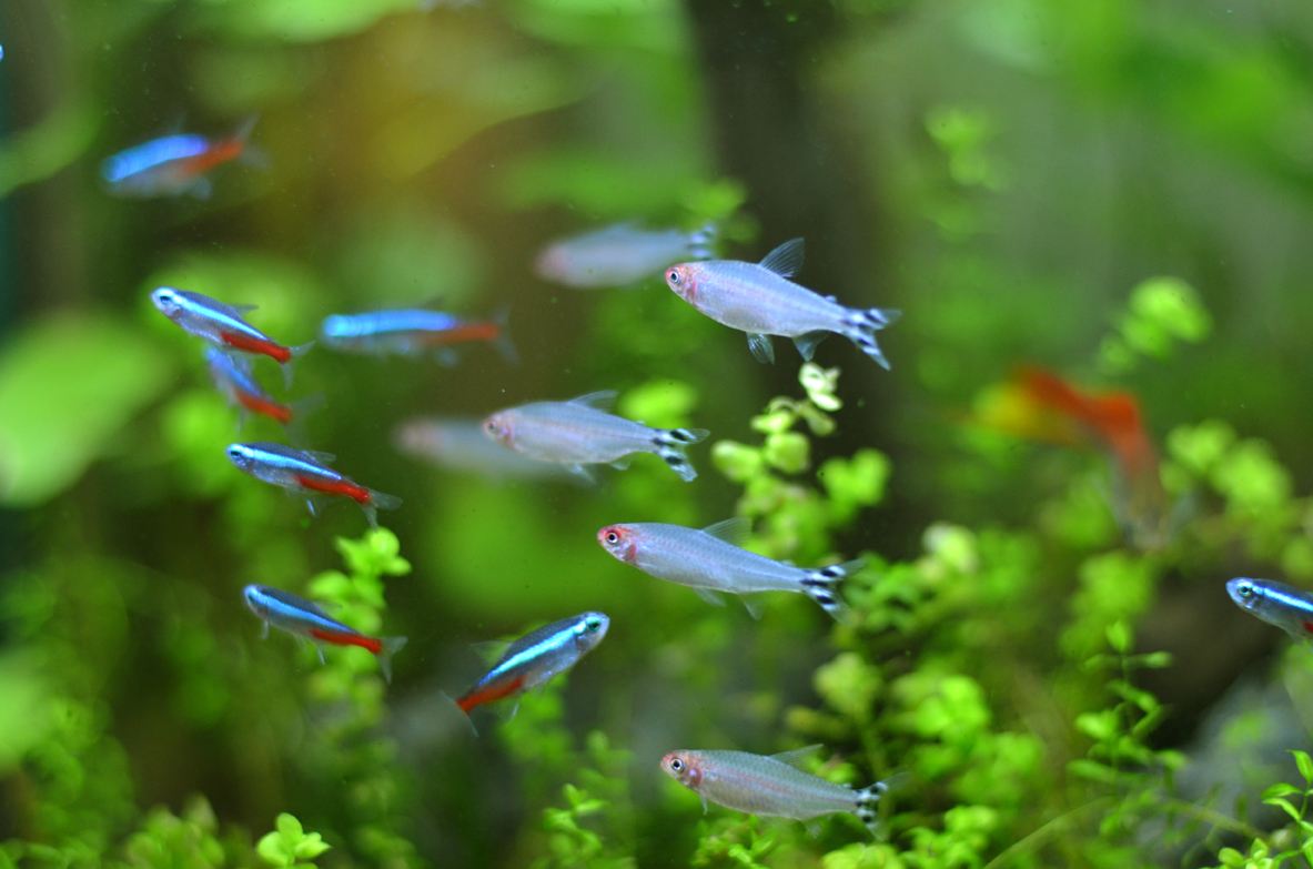 What should be paid attention to when raising traffic light fish? this ...