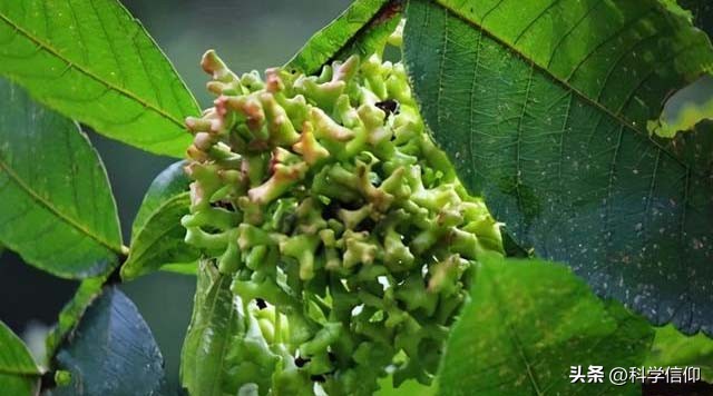 Got savory fruit?The fruit of galla tree is, but don't miss eating ...