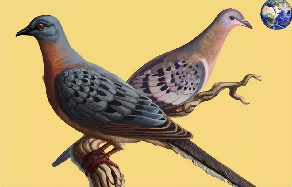 Passenger Pigeons in North America: Migration Mysteries and Ecological ...