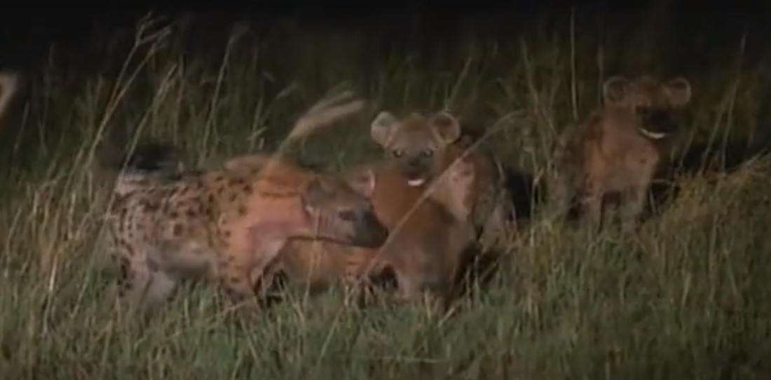 Lion Assassin Yintai Dumela hunted and killed the two-time Hyena Queen ...