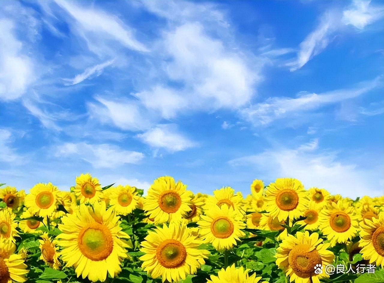 Sunflower, the cleaner of nuclear disaster - iNEWS
