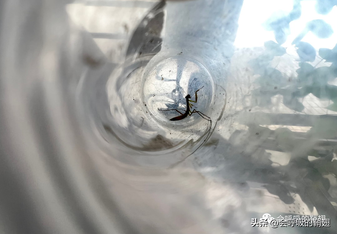 What exactly are they mantises? - iNEWS