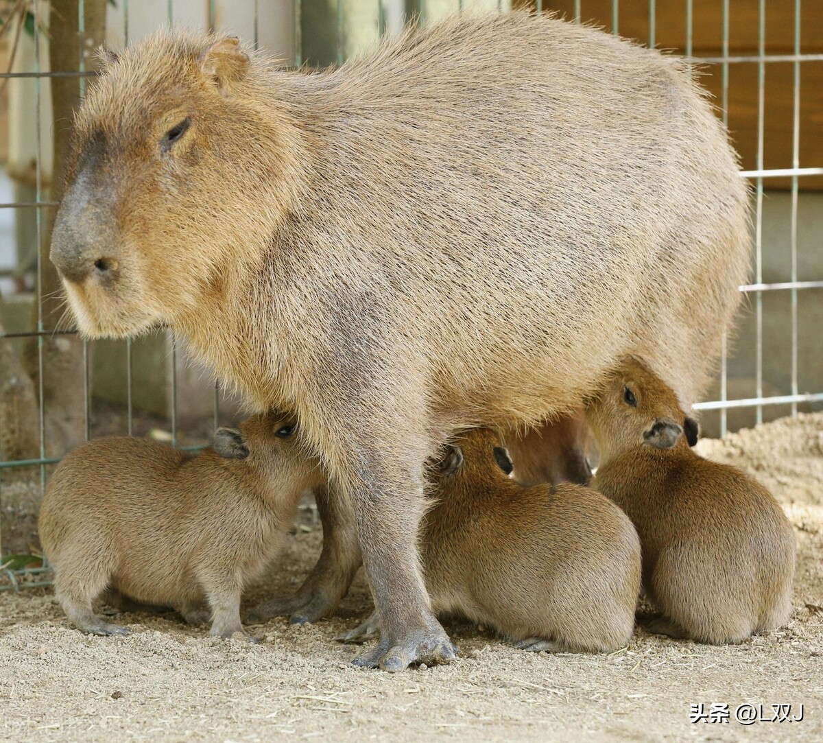 Capybaras can live in harmony with other animals - iNEWS