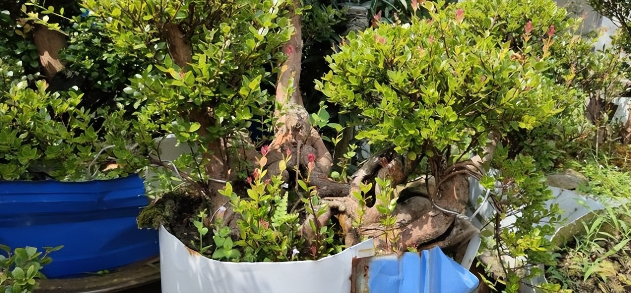 "With Chinan at home, everything is not difficult"!If you see it, don't ...