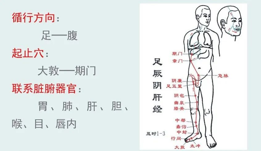 Keeping the Five Viscera in Health—Women nourish the liver by soothing ...