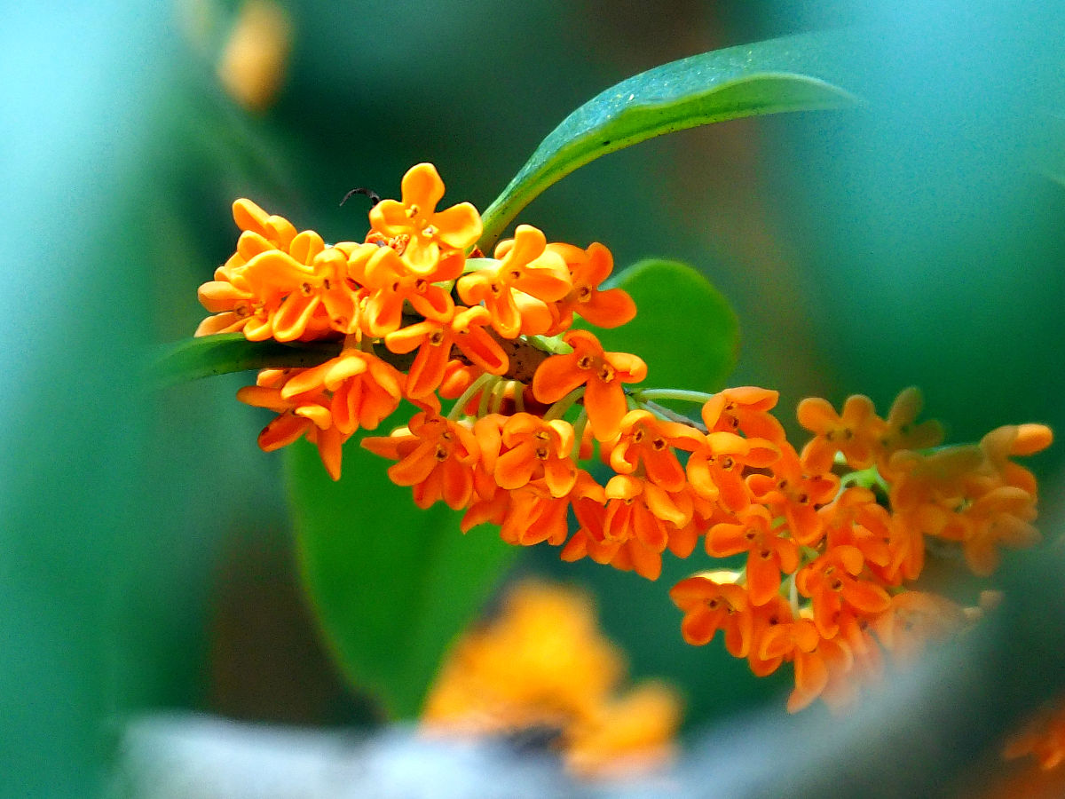 As the saying goes, "Plant 3 trees in your home, you will prosper and ...