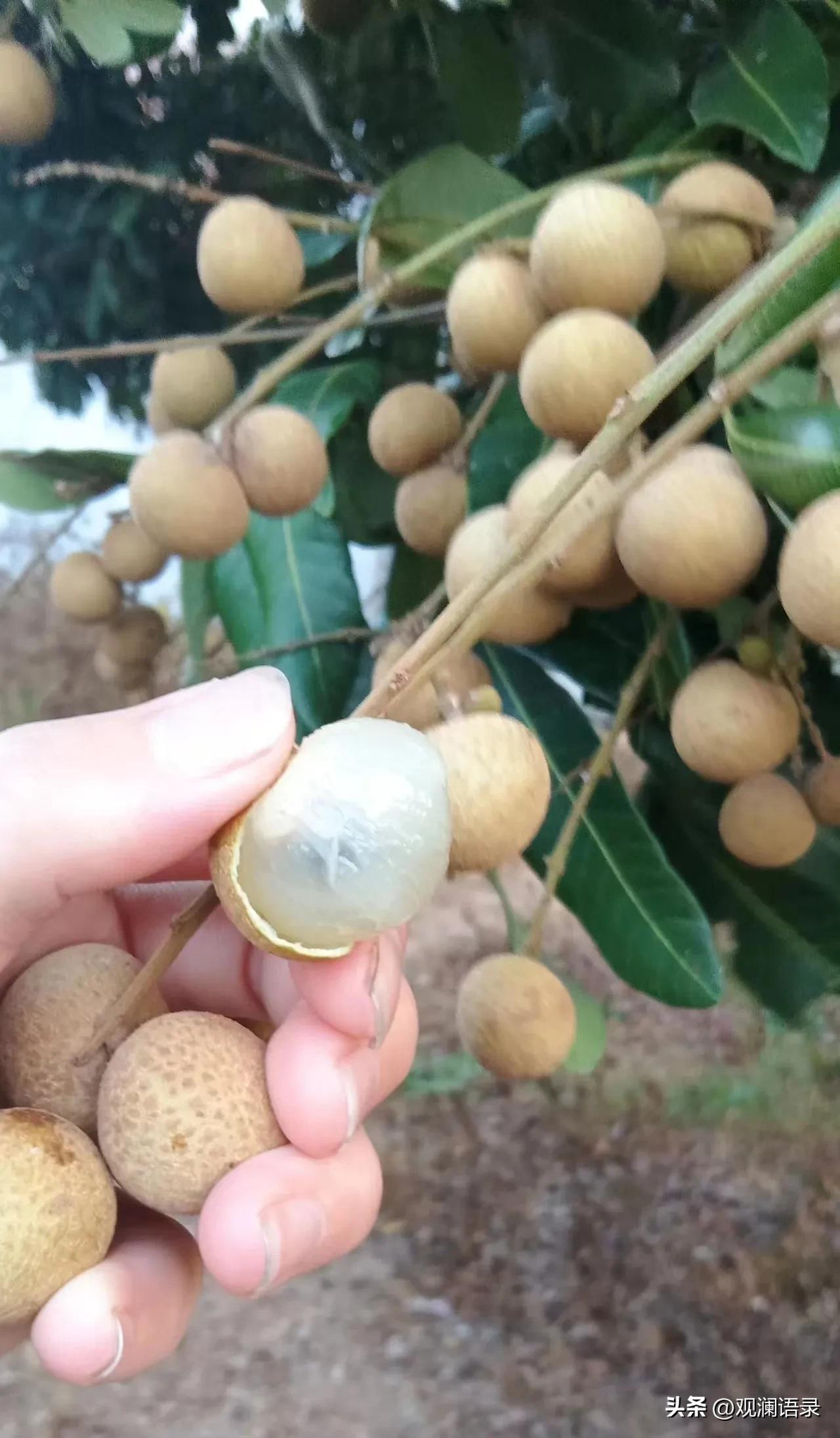 Longan full of trees, plant one, enough to eat for a summer - iMedia