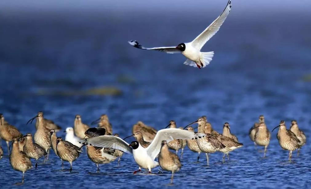 How do birds find the right direction and destination? - iNEWS