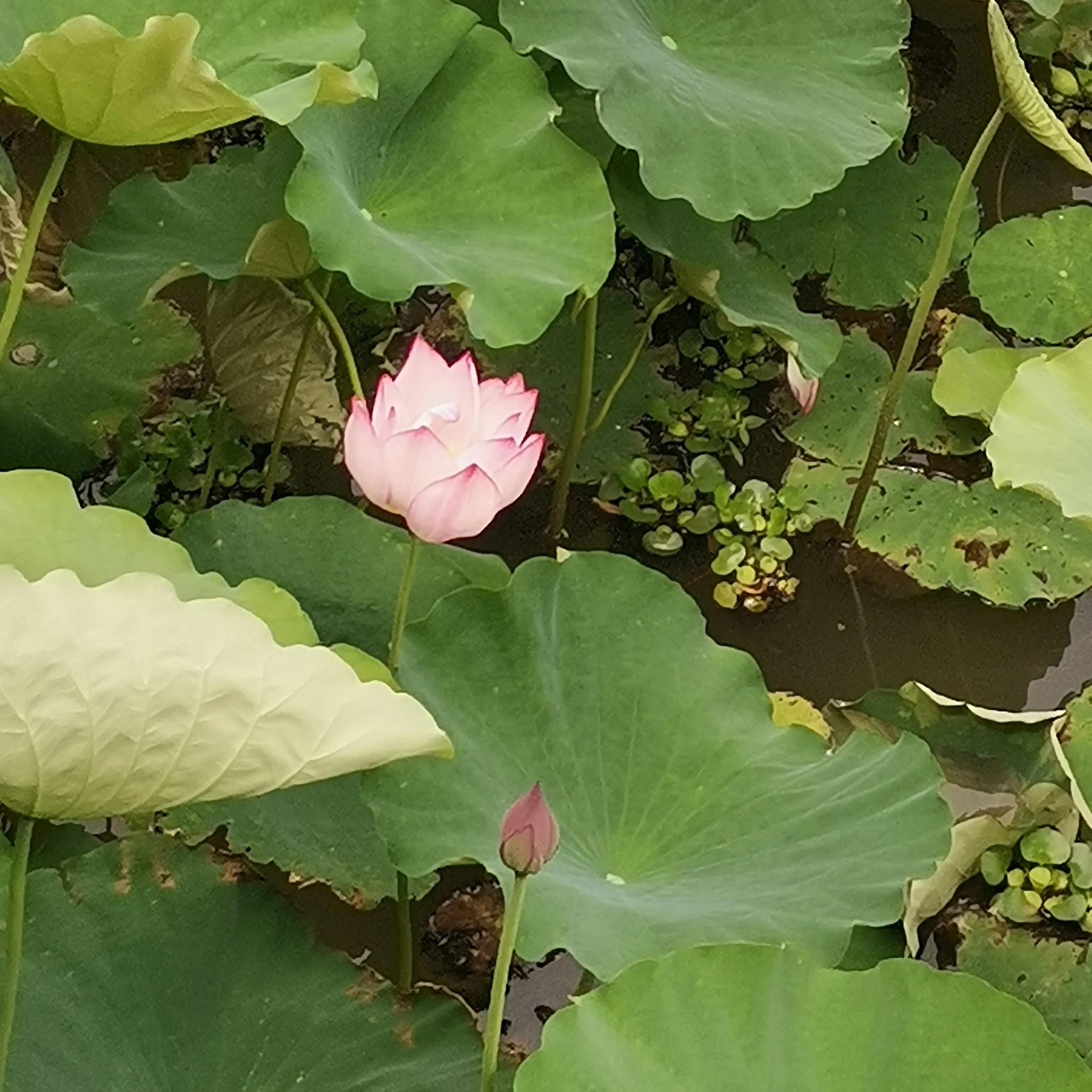 Swim back to Wanhu National Wetland Park - iNEWS