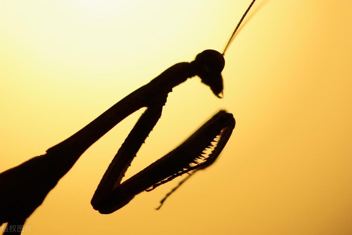 Mantis: Evolved Killer Dance - iMedia