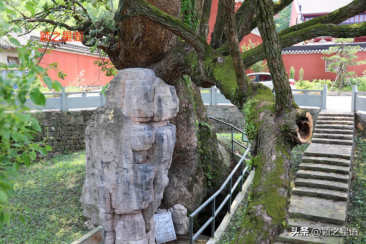 A tree grows a tree, a tree grows a bamboo, have you ever seen a ...