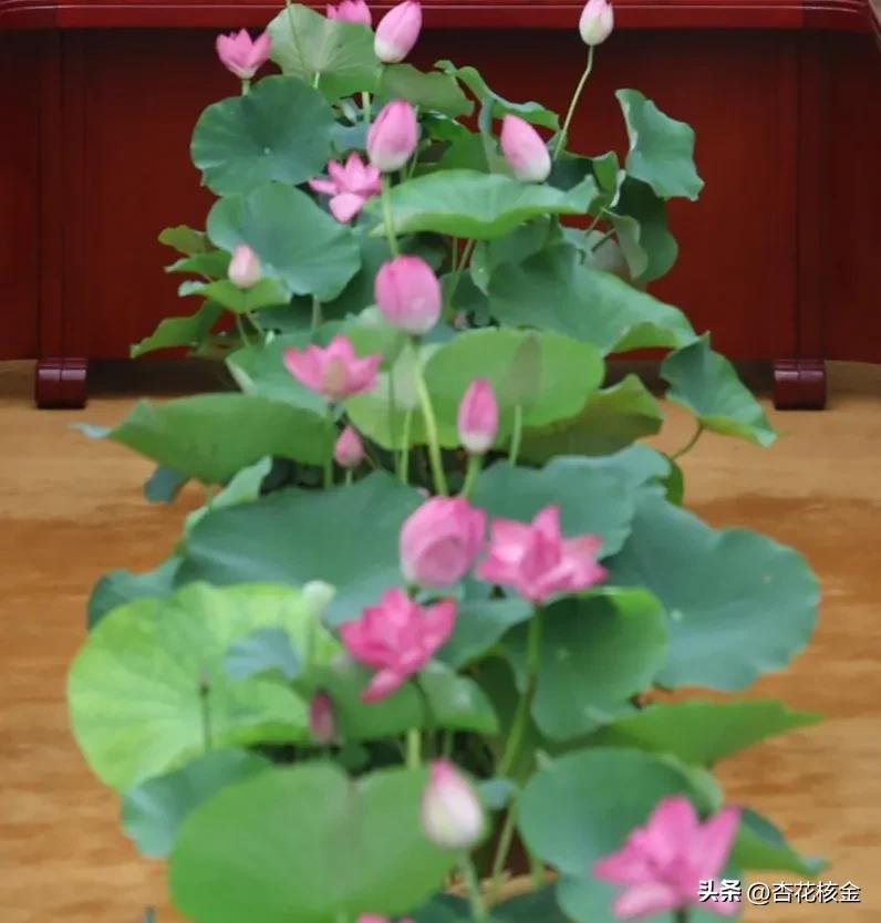 Do Americans understand the lotus of "auspicious harmony"? - iNEWS