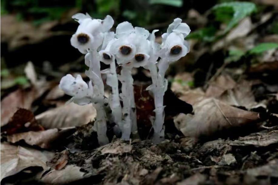 The "Flower of the Underworld" appeared in Hunan, shining in the forest ...
