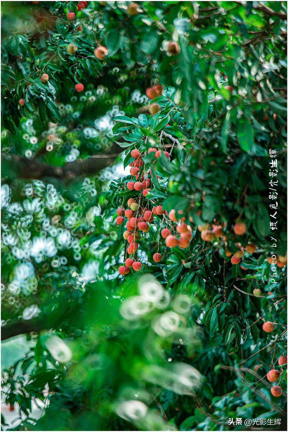 Photo Fun Fact: Lychees vs Donuts - iMedia