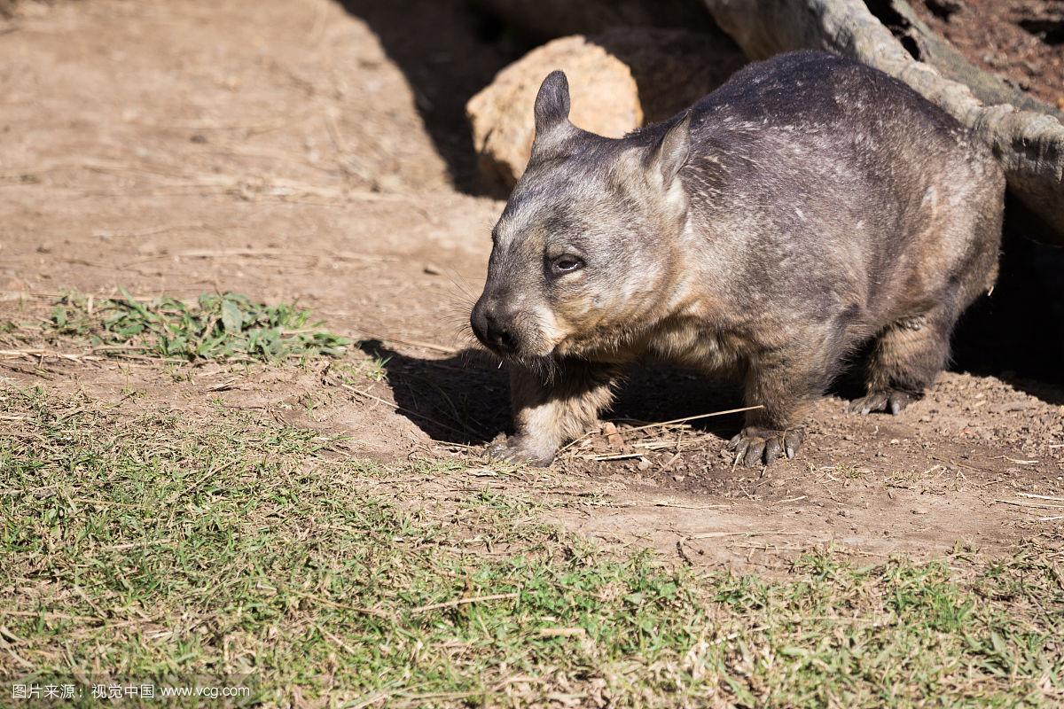 Mysterious Australian hairy-nosed wombat: body length 1.2 meters ...