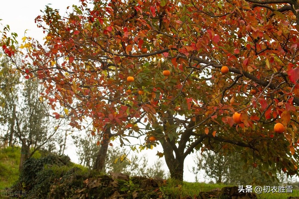 Five ancient poems, talk about persimmons and persimmon trees, and the ...