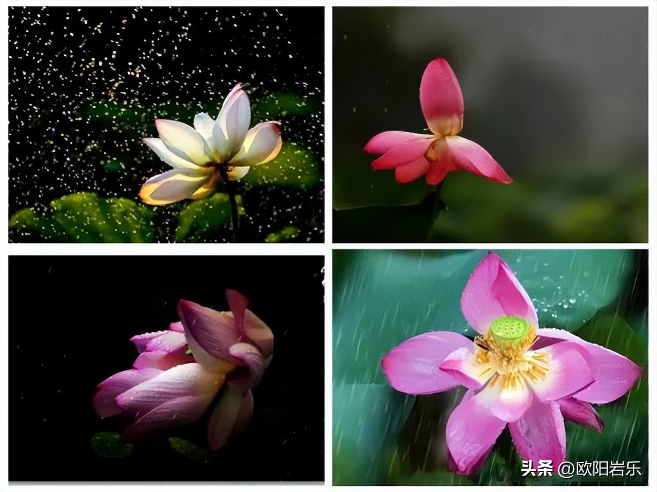 Shooting skills: how to shoot lotus in rainy days? - iNEWS