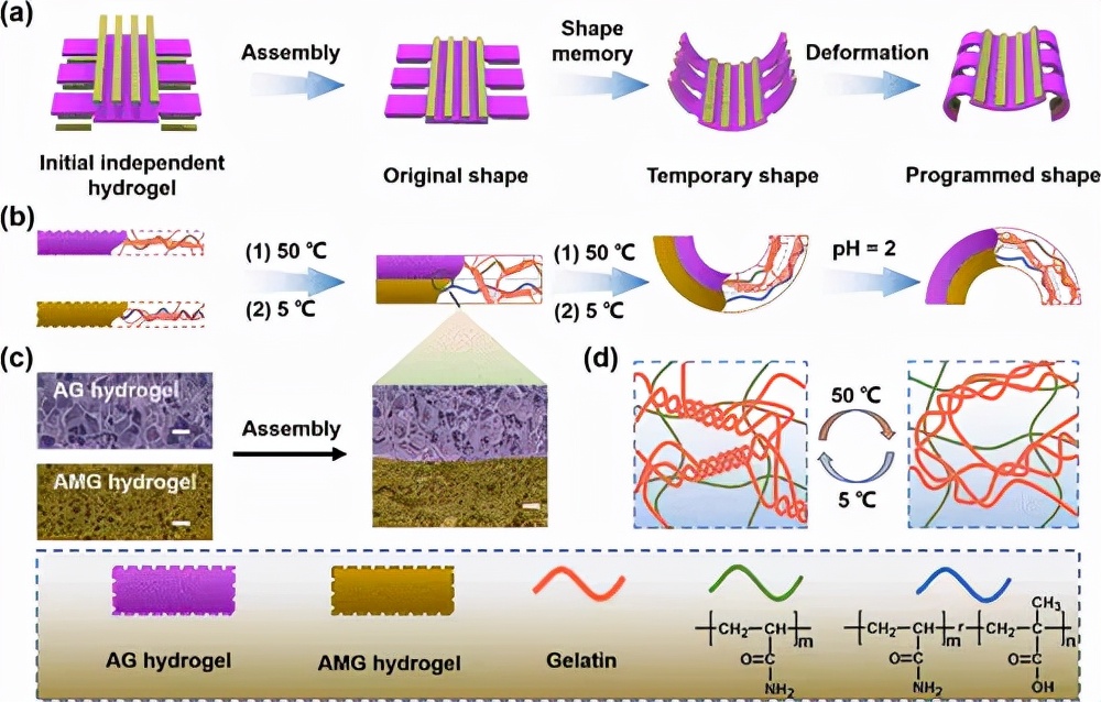 Programmable shape-switching shape memory and driving supramolecular ...