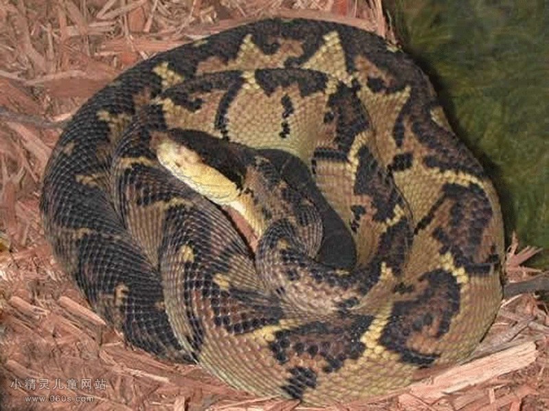 The five most famous vipers in the world - iNEWS