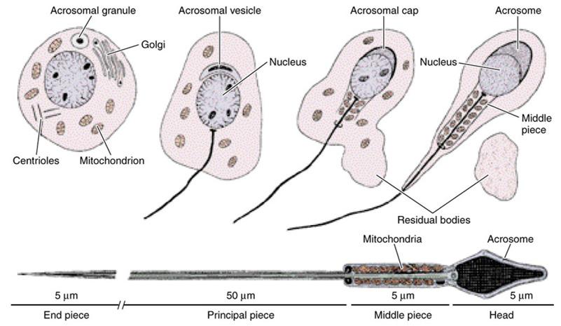 Origin and development of germ cells - iNEWS