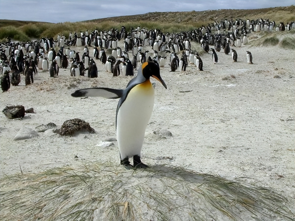 Nearly 600 penguin bodies washed up on the beach in Brazil, experts ...