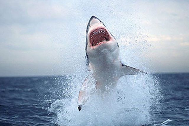 Meet the top ten most terrifying animals in the world - iNEWS