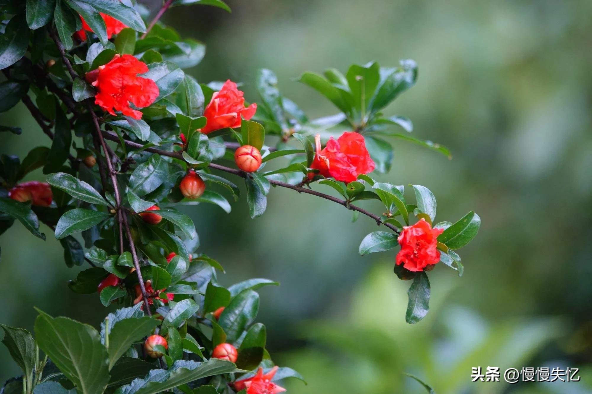Five Poems of Durian Flowers in the Song Dynasty, Dark Green and Ten ...
