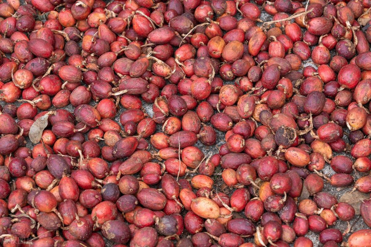 What kind of plant is grass fruit? Many people have eaten it, but they ...