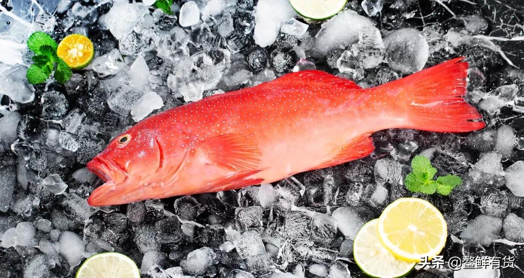 High-value marine fish, high-end fish that must be served at banquets ...