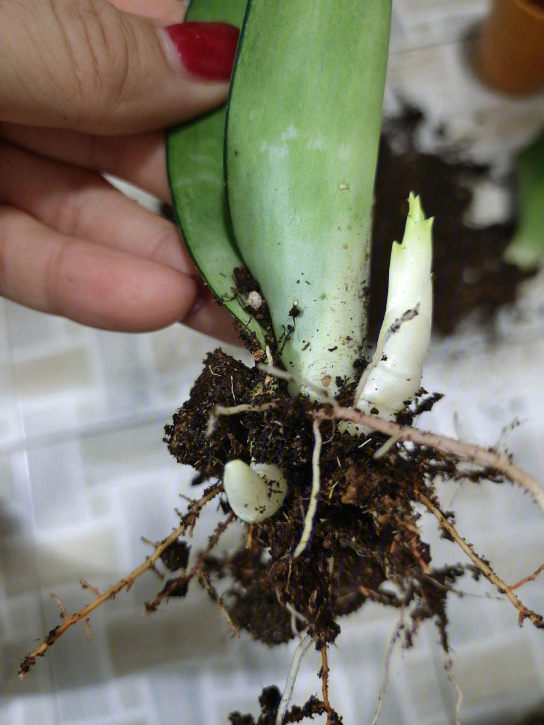 Tiger Pilan stiff seedlings, not long or "rotten leaves"? 7 tips ...