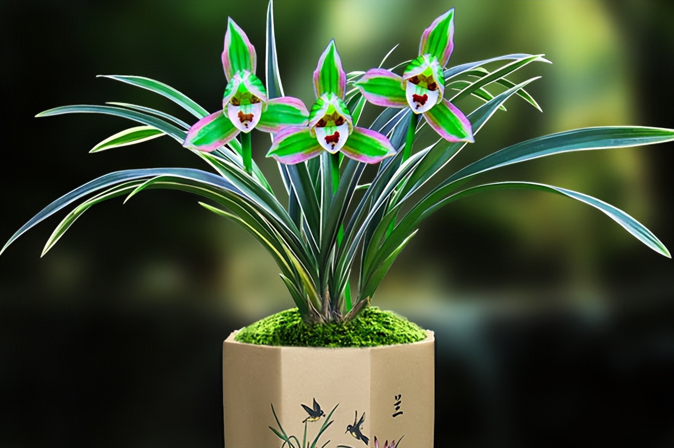 It is the "overlord flower" in the orchid world. It has beautiful ...