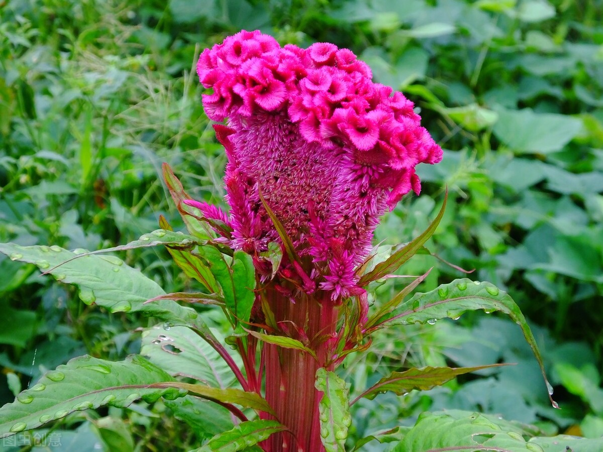 Nature's cockscomb series, beautiful pictures to appreciate - iNEWS