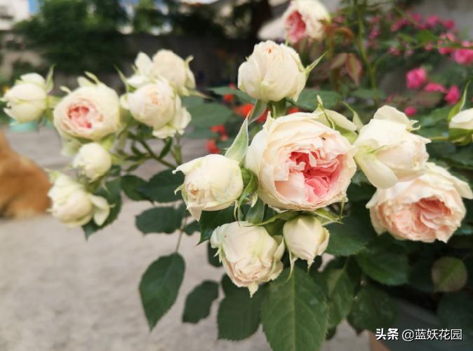 What should I do if the new leaves of spring rose are deformed?Analysis ...