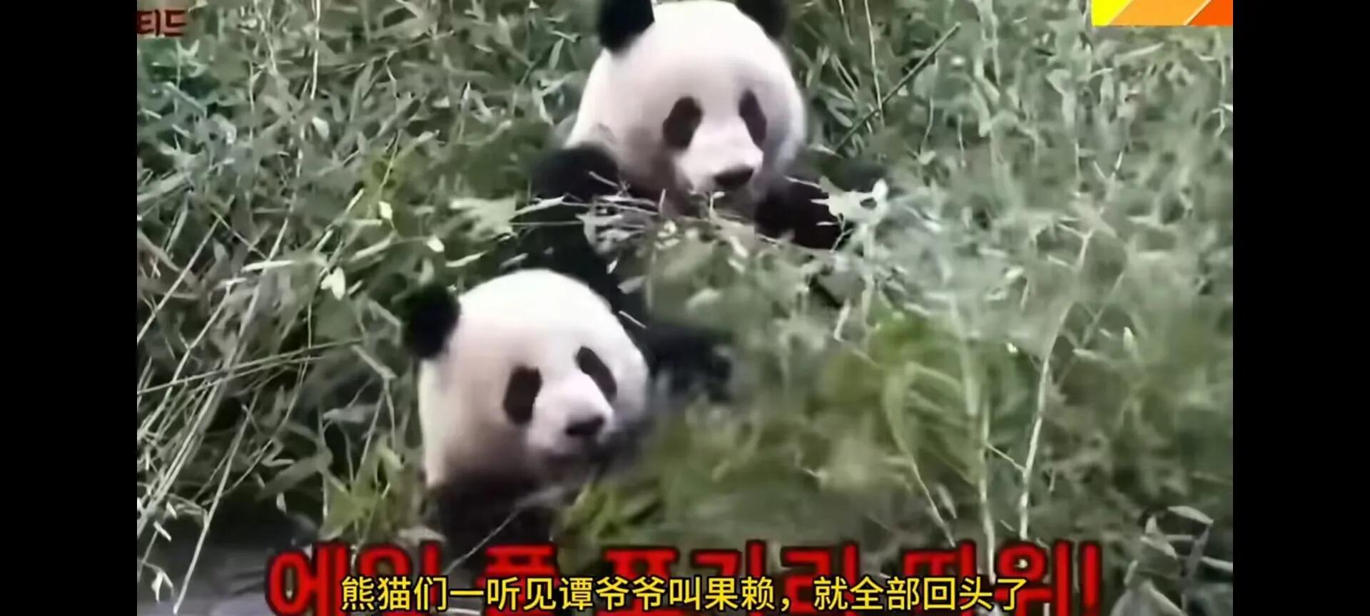 "Panda Dumpling Carnival, Grandpa Tan Saves Korean Variety Show" - iNEWS