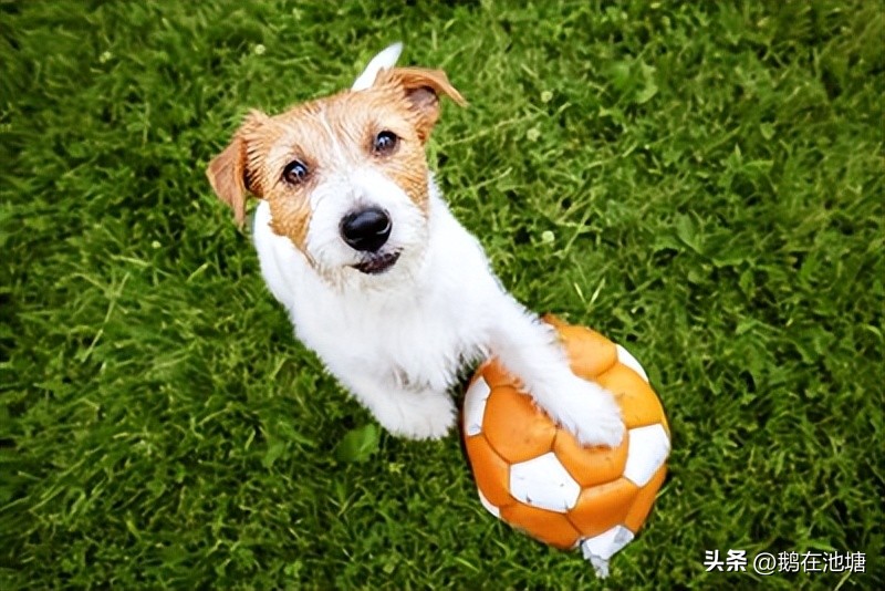 5 Traits and Commonalities of "Beloved Dogs"! What's the secret to ...