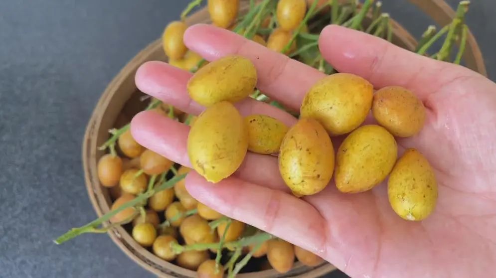 It is a "healthy fruit", which can reduce phlegm, relieve cough, and ...