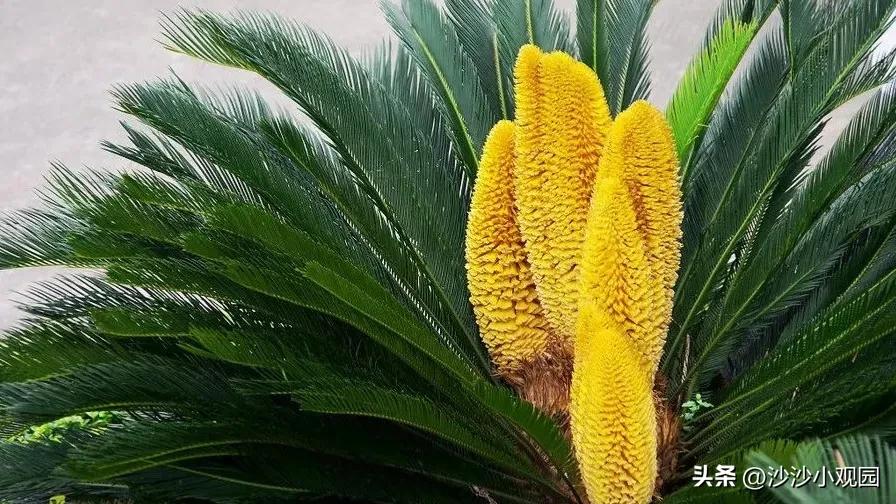 The blossoming of the iron tree has a meaning, leaving good poems in ...