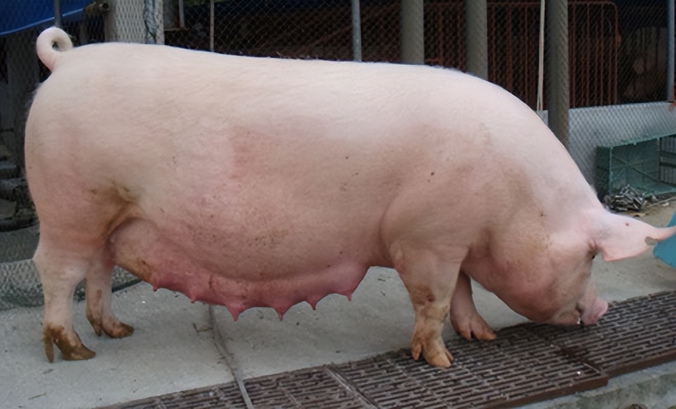 What is the reason why sows are not in heat?How to treat a sow not in ...