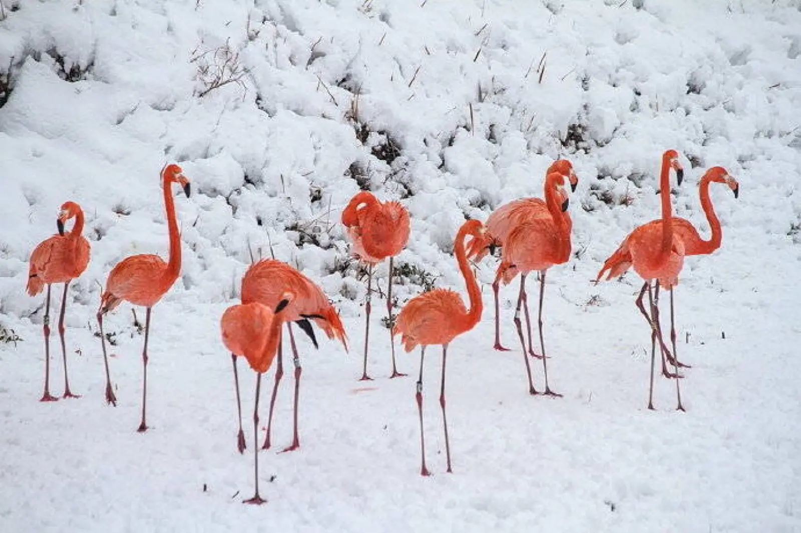 Baleen Whale Among Birds: Are Flamingos Coming to Tianjin?As a foreign ...