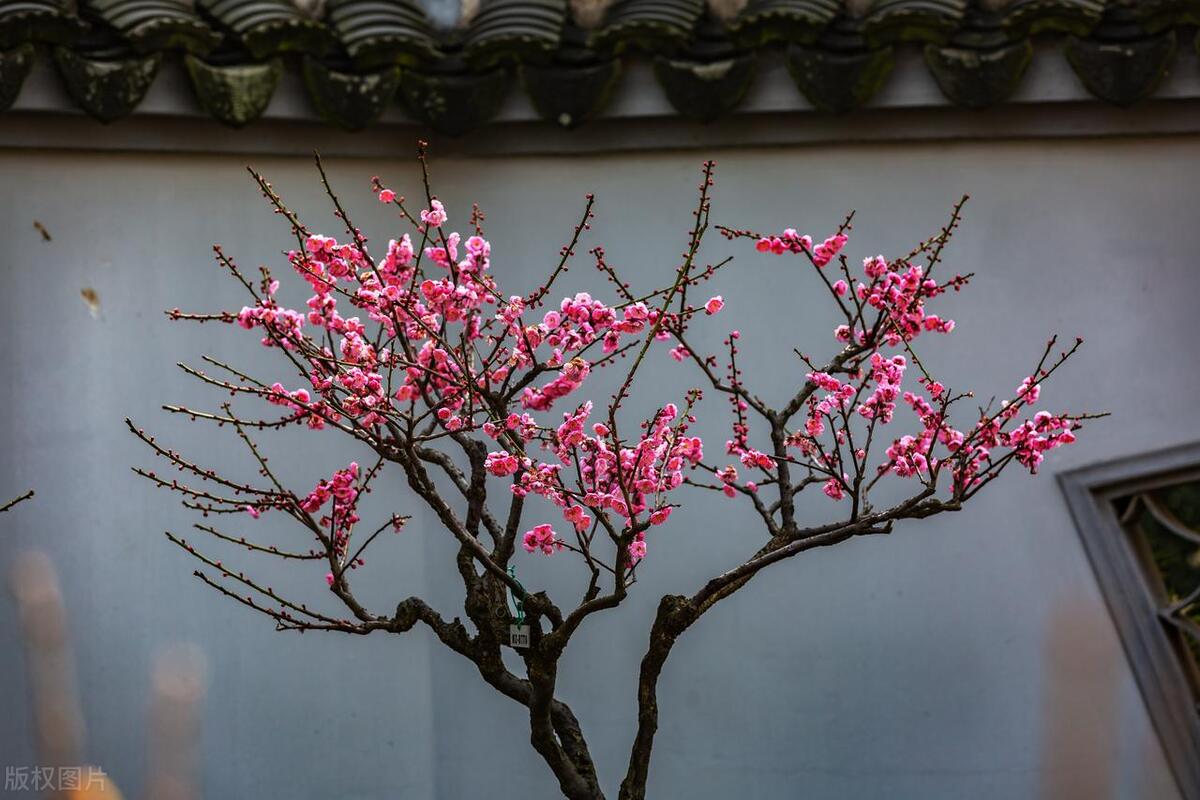 What are Feng Shui trees? Have you planted these five Feng Shui trees ...