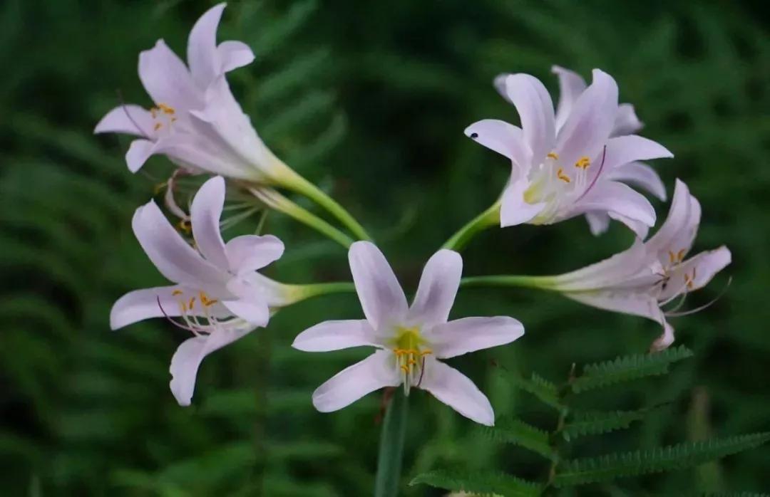 Beautiful and precious domestic Lycoris plants (picture and text from ...