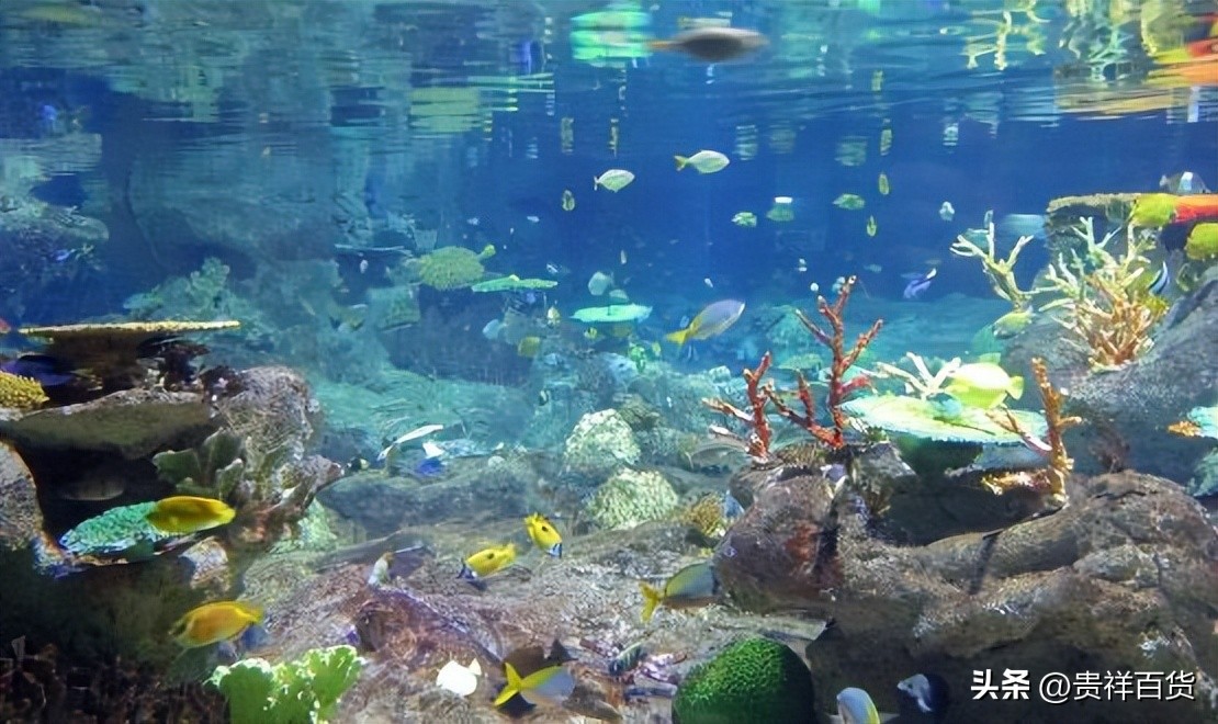 Putting a fish tank at home is good for your health, some suggestions ...