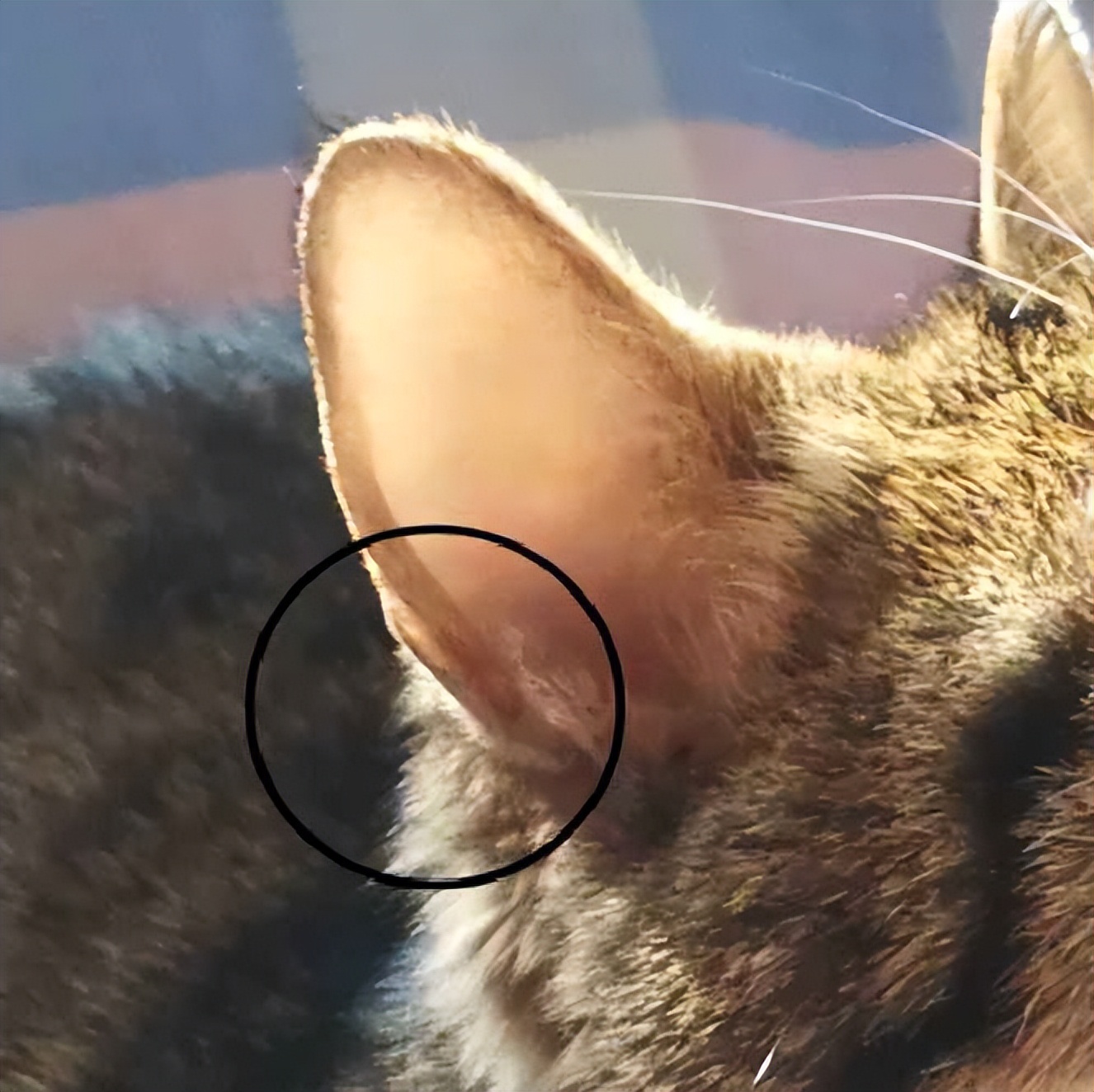 Cats suffer from "ear mites", these tips will help you solve them ...