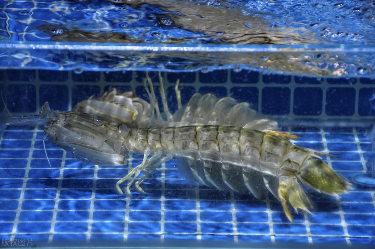 Aunt Xia: Pippi Shrimp, let's go! Who can resist a bite of Pipi shrimp ...