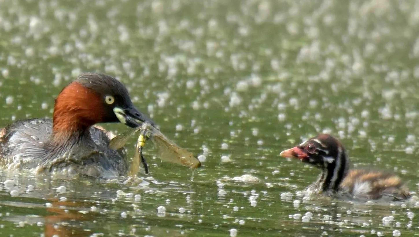 Baby bird breakfast--Dragonfly - iNEWS