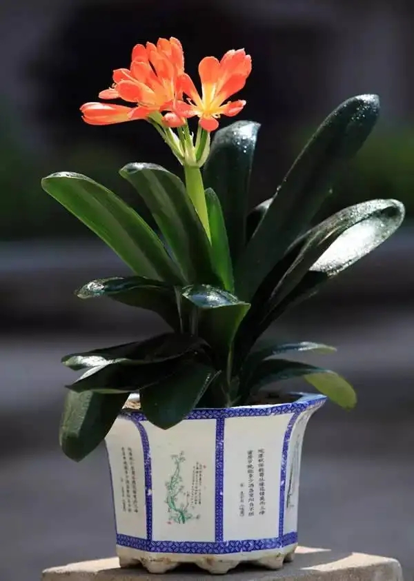 How to raise Clivia to grow well and strong leaves Pay attention to ...