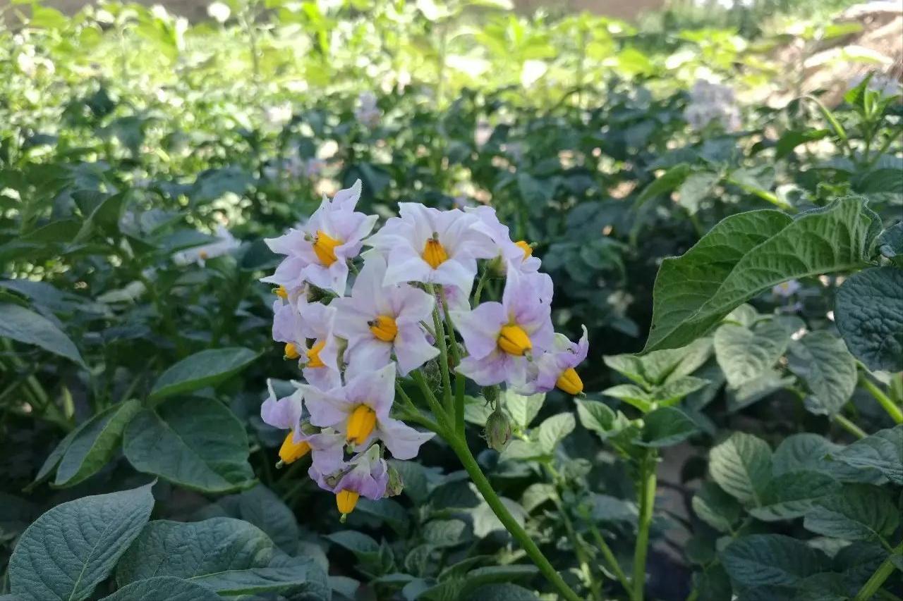 Confessions of Two Potatoes - iMedia