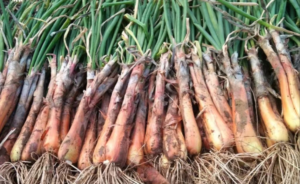 Jumping in the queue - red onions in northern Shaanxi - iMedia